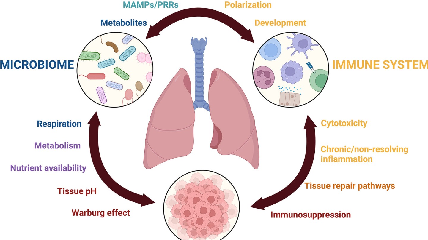 The lung, the niche, and the microbe: Exploring the lung microbiome in ...